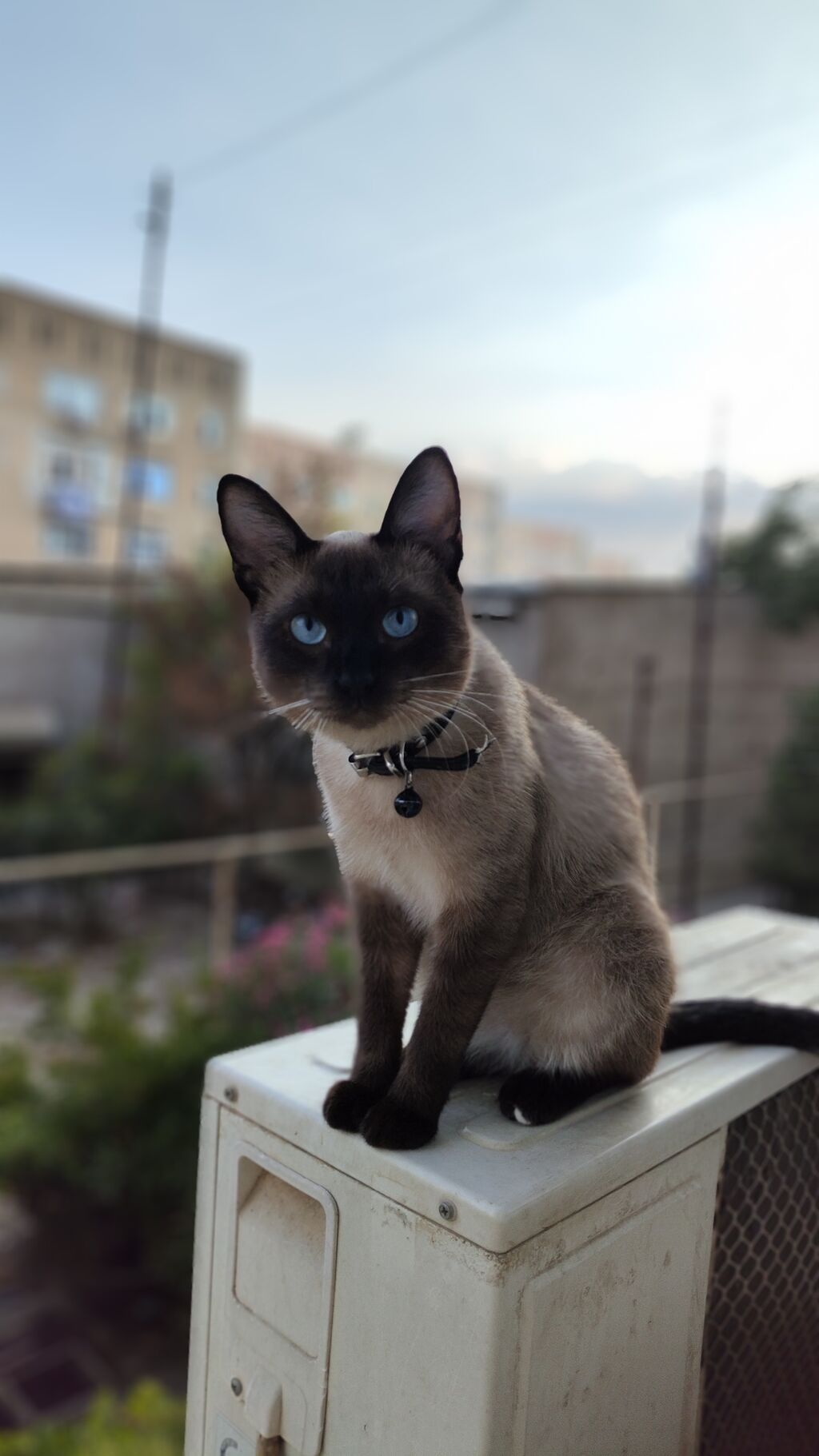 Dişi ile cütleşdirilir temiz toyland pişiyidir: 50 AZN ᐈ Pişiklər ...