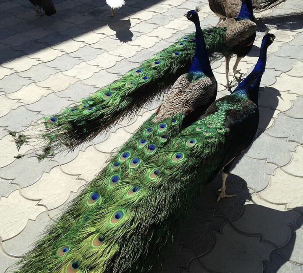 Məhsul: Tavus quşu (mavi hind tavusu: 300 AZN ᐈ Tovuz quşları | Bakı ...