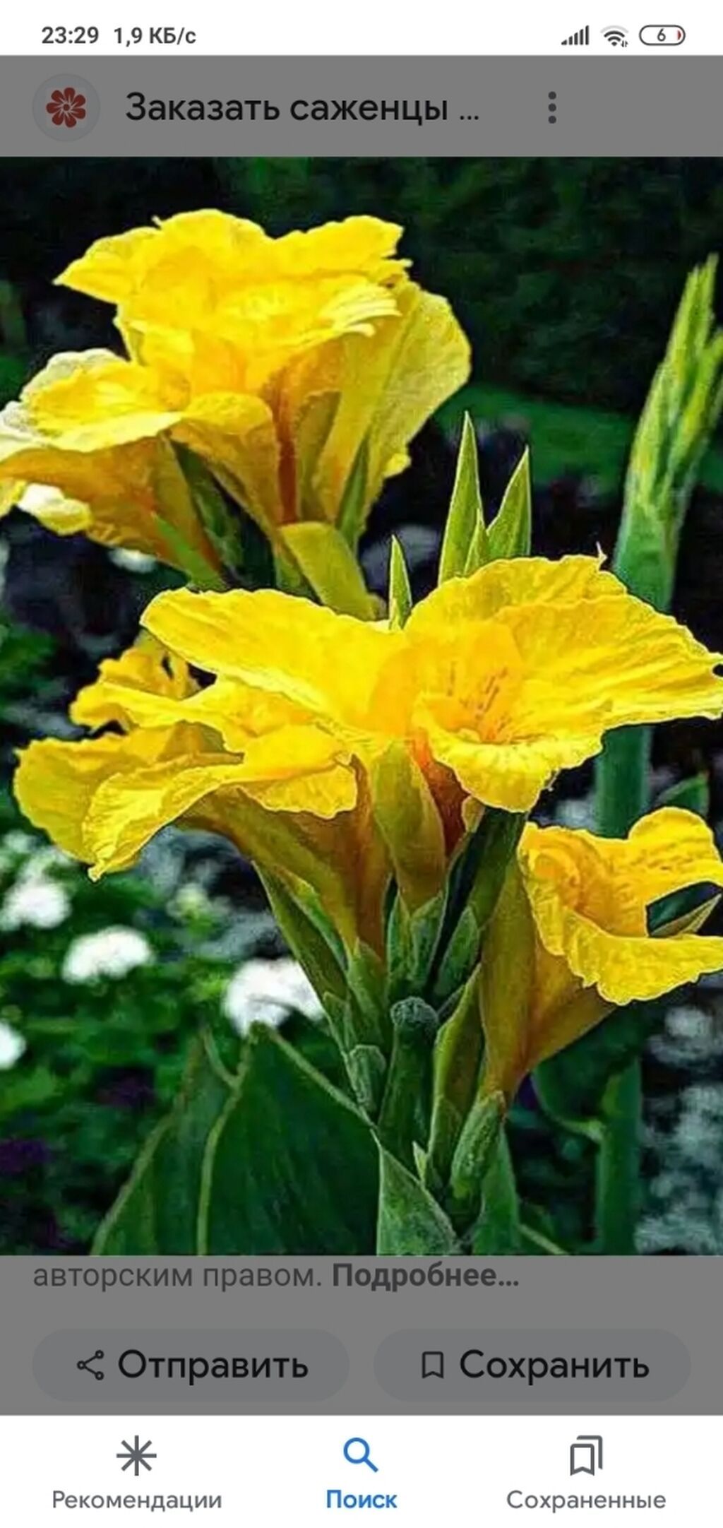 Sarı Iris Bitkisi