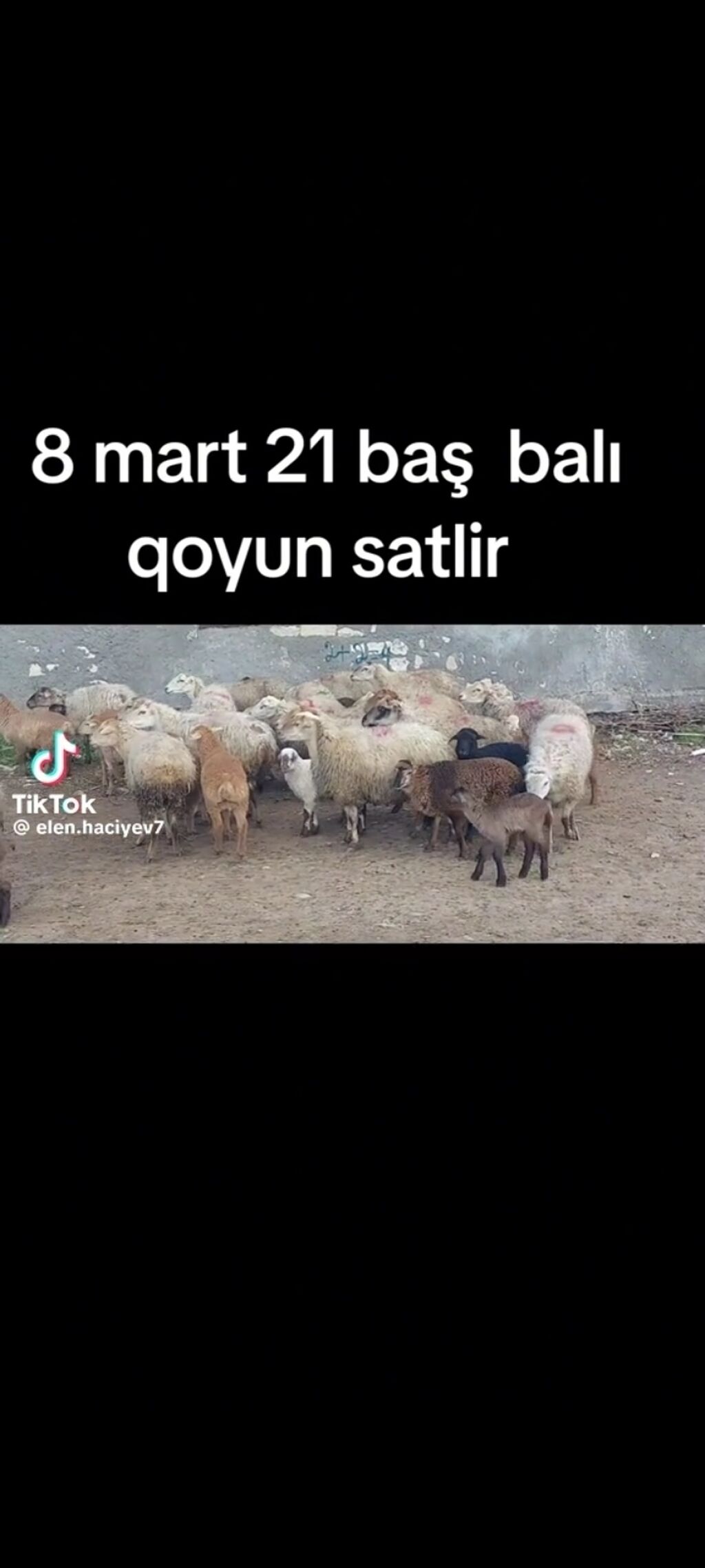 21 bas balali qoyunlar cavan sisekdi: Razılaşma yolu ilə Barabanlar ...
